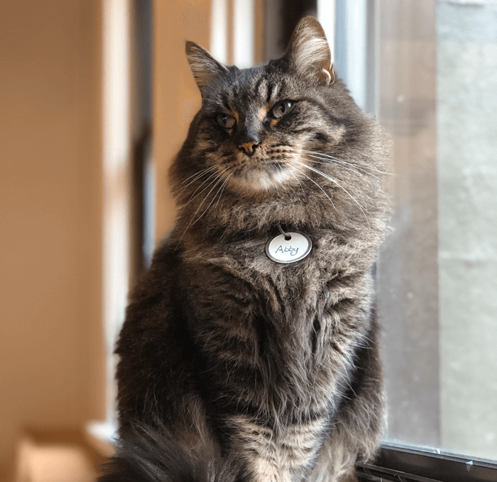 Reservations for Seattle | NEKO: A Cat Cafe | SIP THE DRINKS. PET THE ...